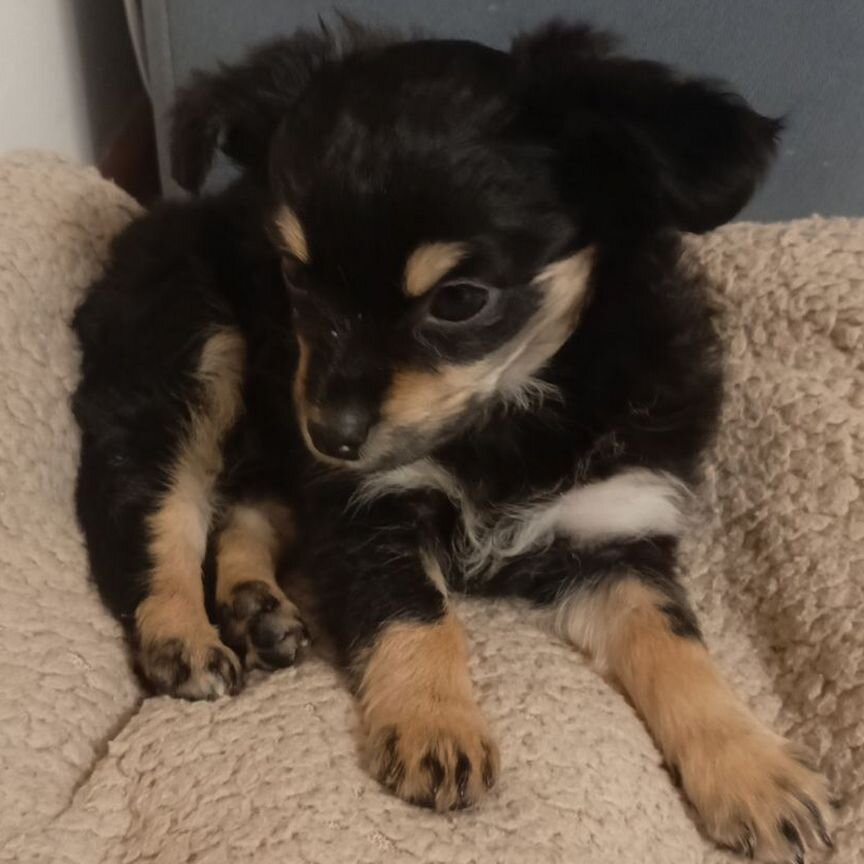 Русский той-терьер, щенок