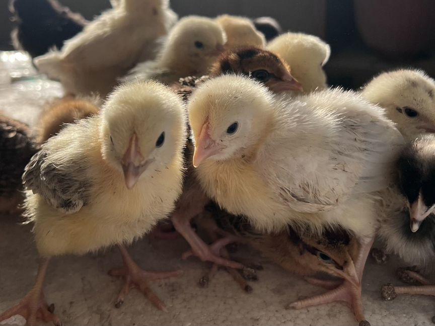 Цыплята домашние
