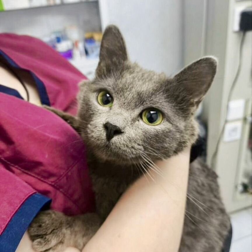 Котята в добрые руки мальчик