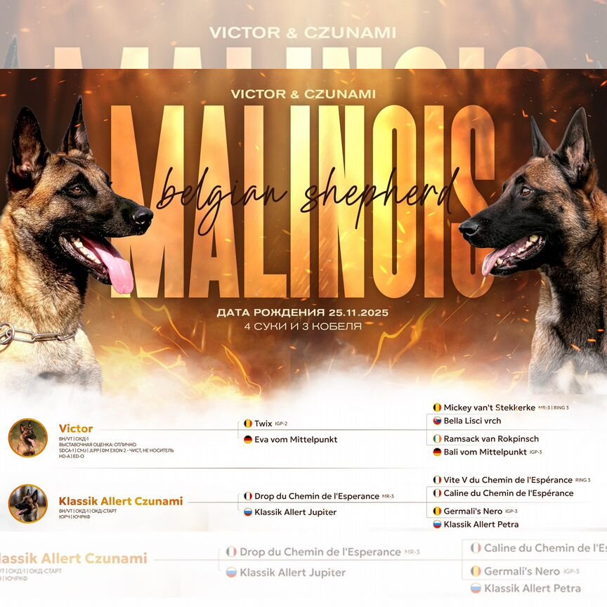 Бельгийская овчарка, щенок