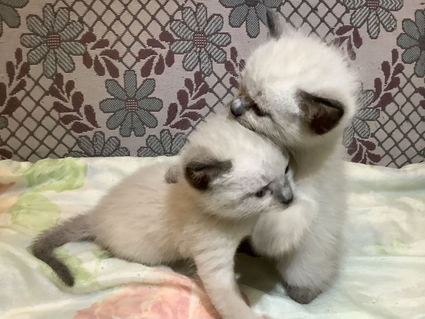 Сиамские котята мальчики