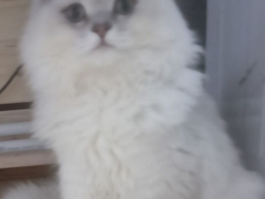 Британский кот вязка