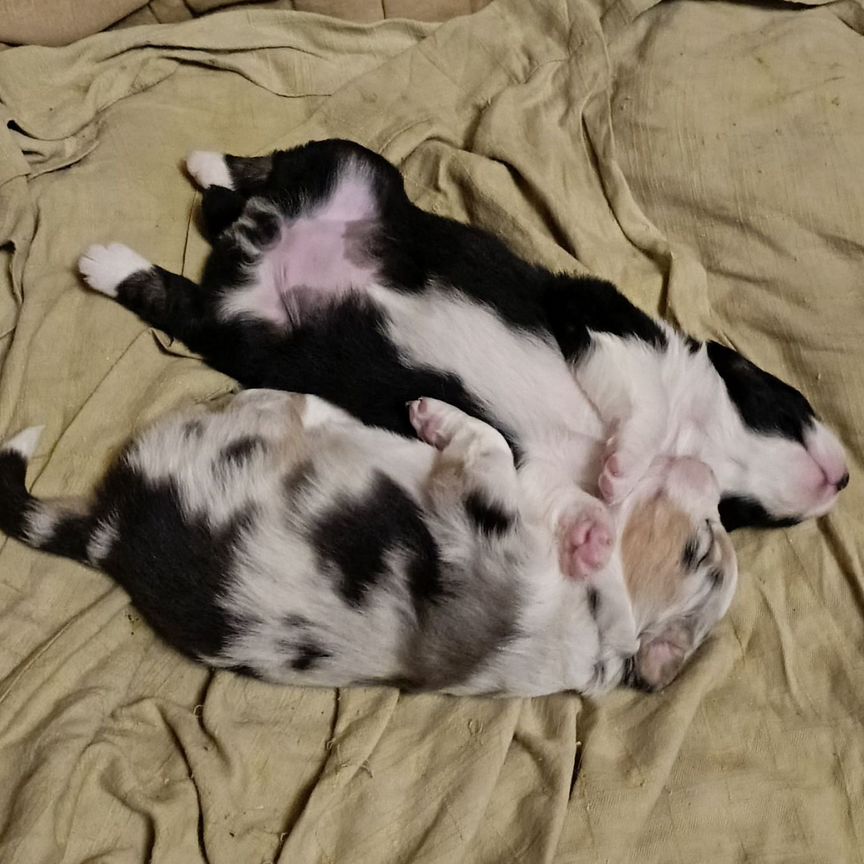 Щенки Австралийской овчарки Аусси