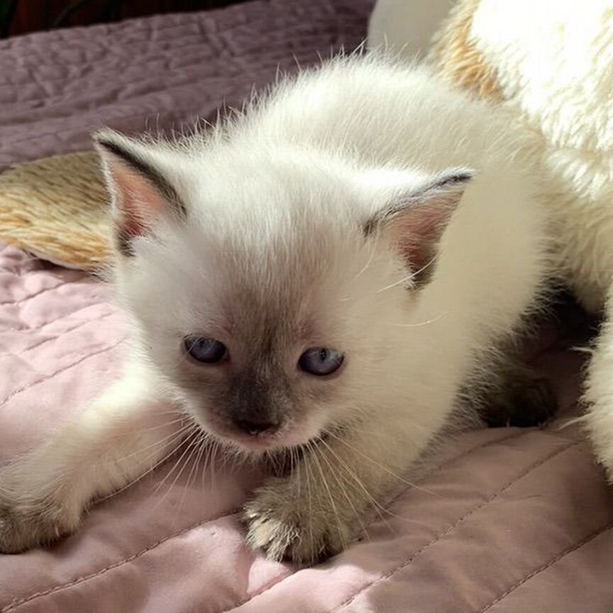 Сиамская кошечка