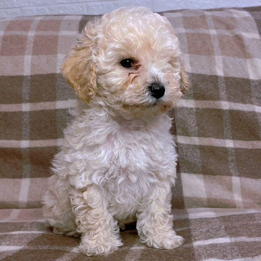 Той-пудель, щенок