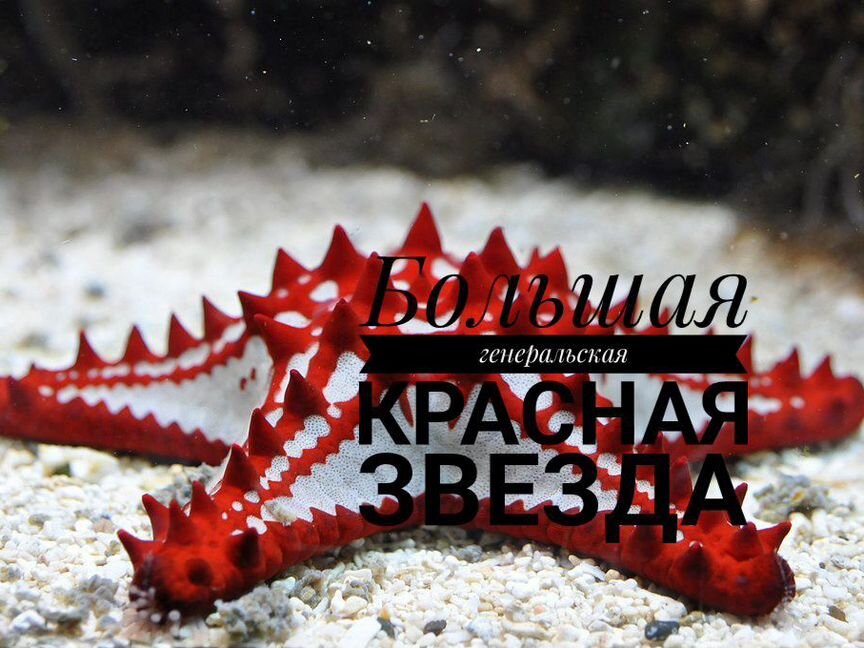 Морская Генеральская звезда, XL (звезда в наличии)