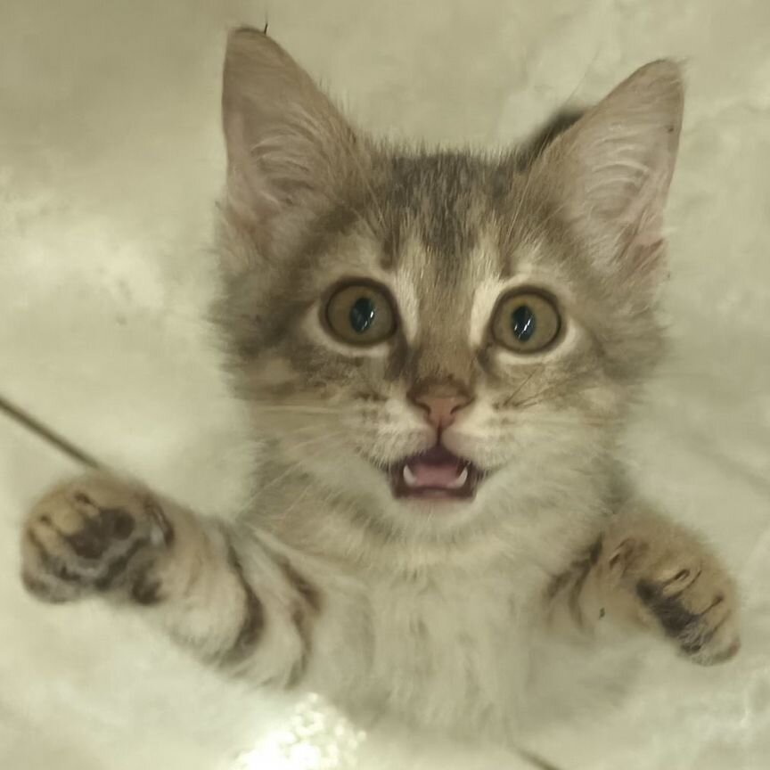 Котёнок в добрые руки