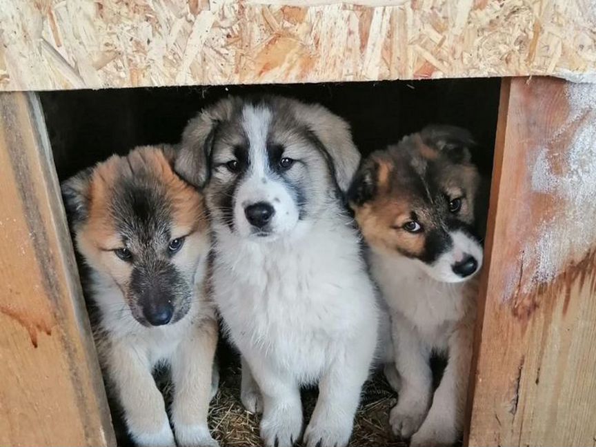 Собака щенки лайки