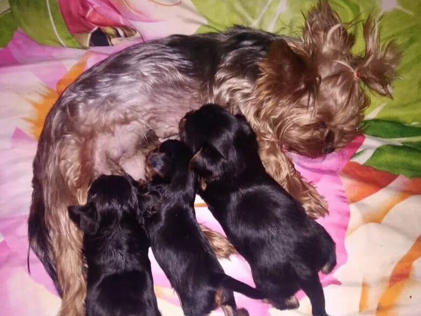 Йоркширский терьер щенки