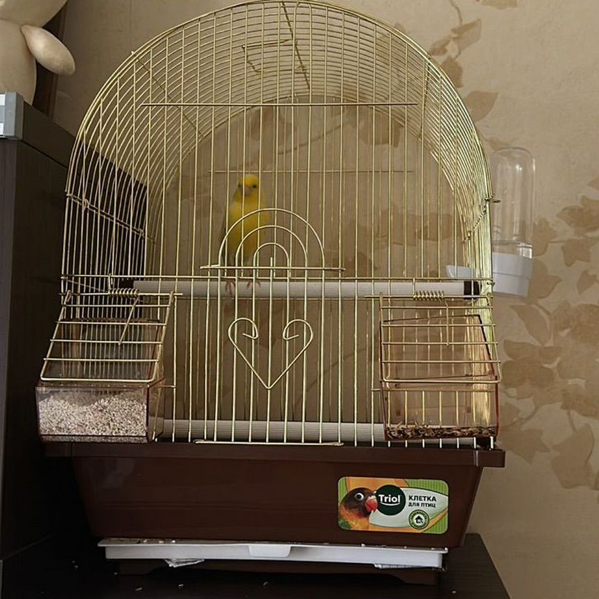 Кенар поющий Даром