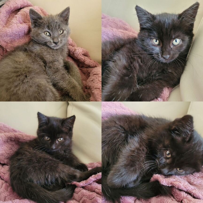 Котята в добрые руки