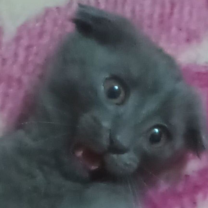 Отдам в хорошие руки котенка