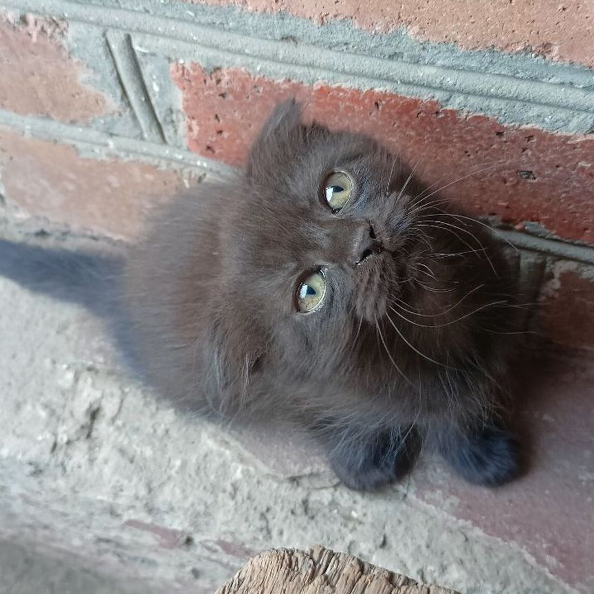 Кошечка