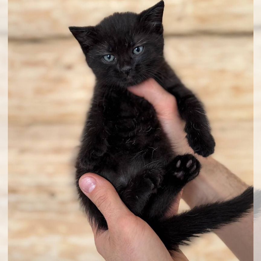 Котенок