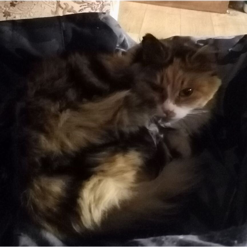 Сибирская кошка, взрослая