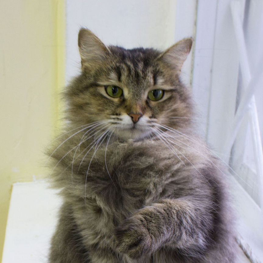 Молодая теплая и уютная кошечка Мисса