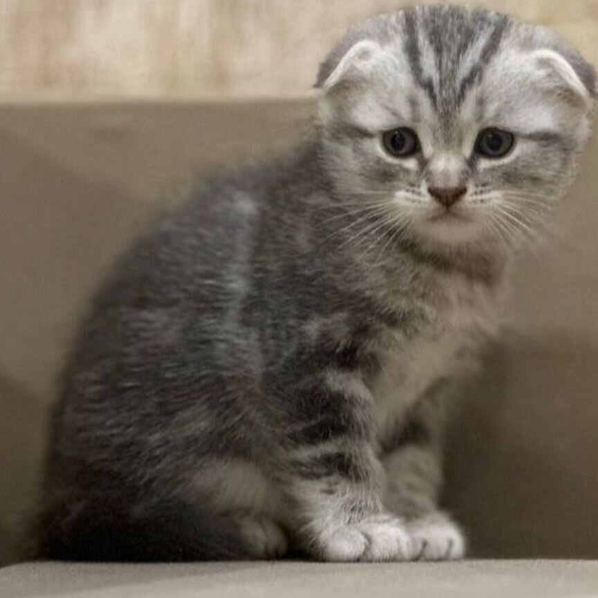Шотландский вислоухий короткошёрстный котёнок