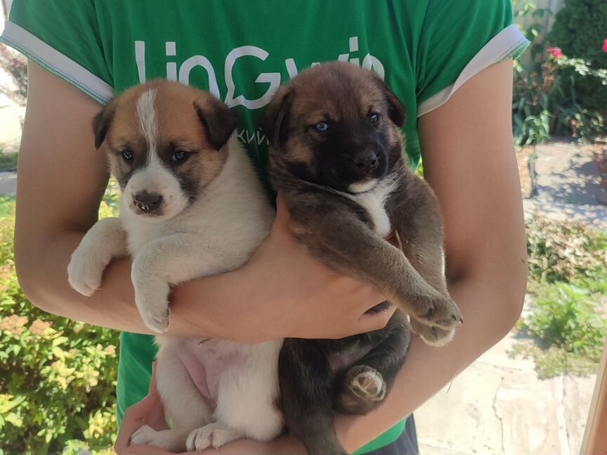 Щенок в добрые руки бесплатно