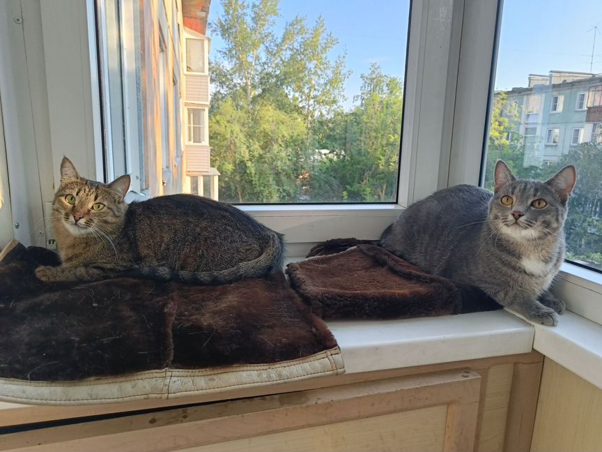 Молодые кот и кошка в добрые руки
