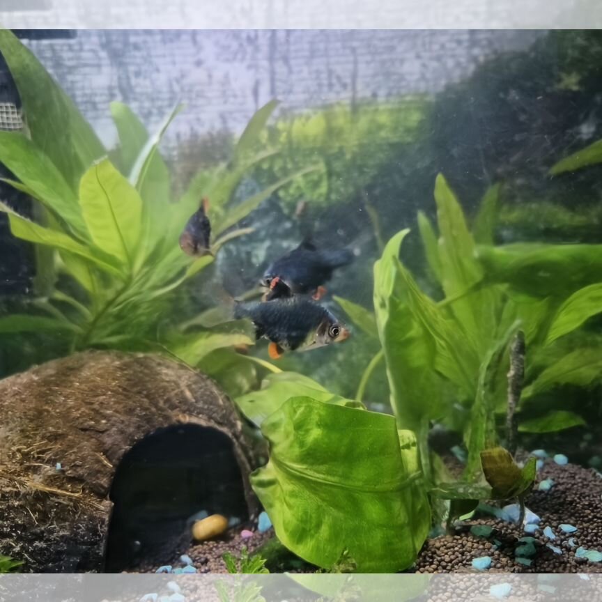 Барбус мутант