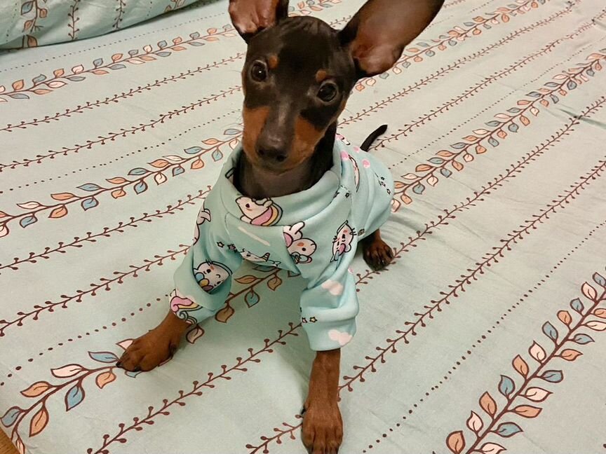 Кофта для собаки (XS, 25 см)