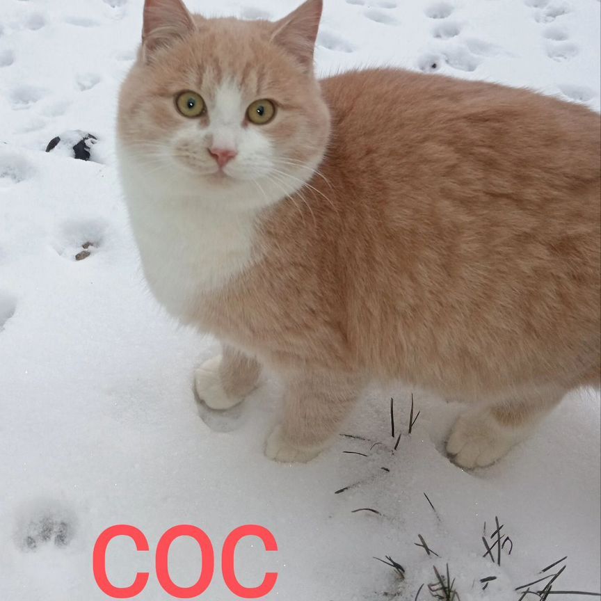 Персиковый котенок на снегу. сос. Подарите дом