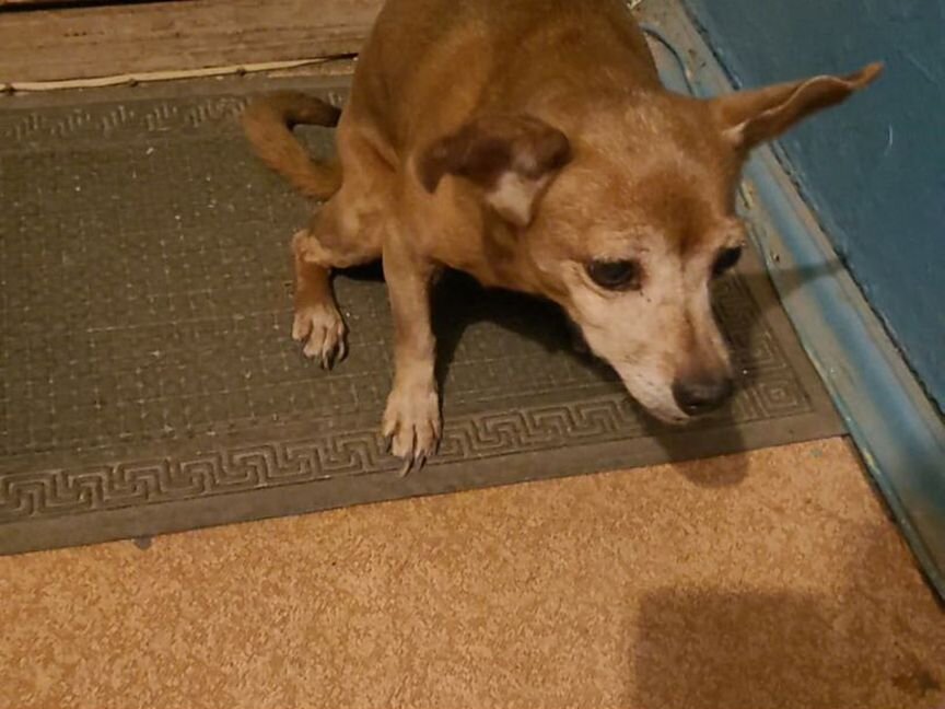 Найдена собака