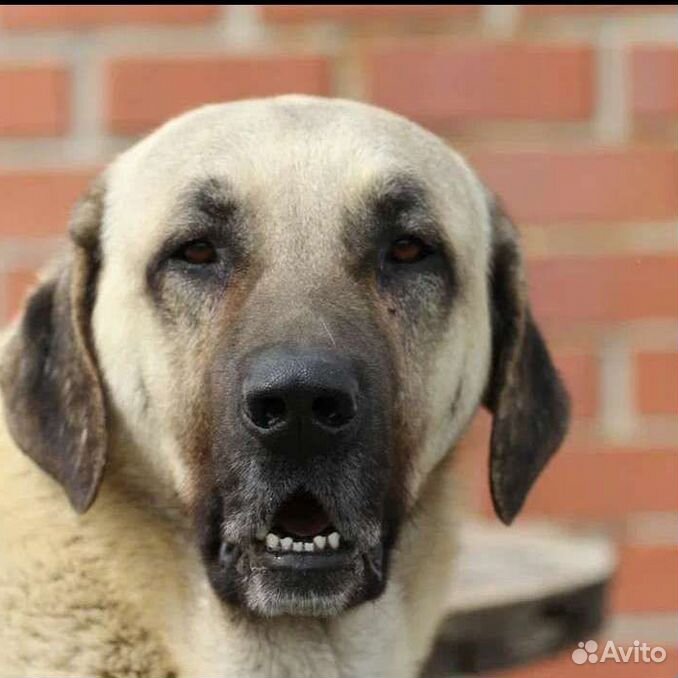 Турецкий кангал