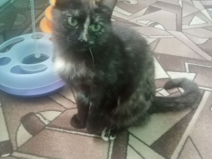 Моня в добрые руки