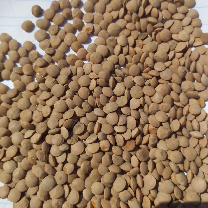 Продаю чечевицу красную