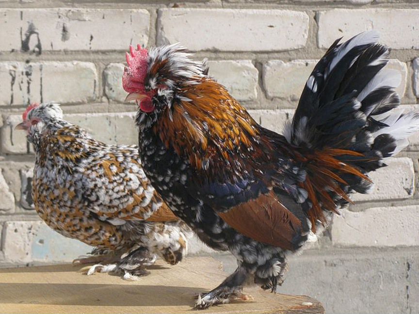 Карликовые декоративные куры