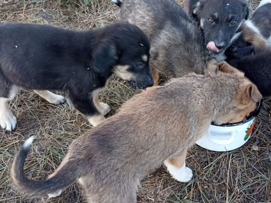 Собаки бесплатно в добрые руки