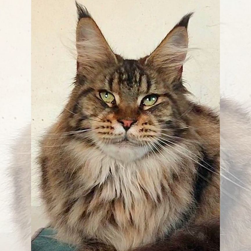 Мейн-кун, взрослая кошка