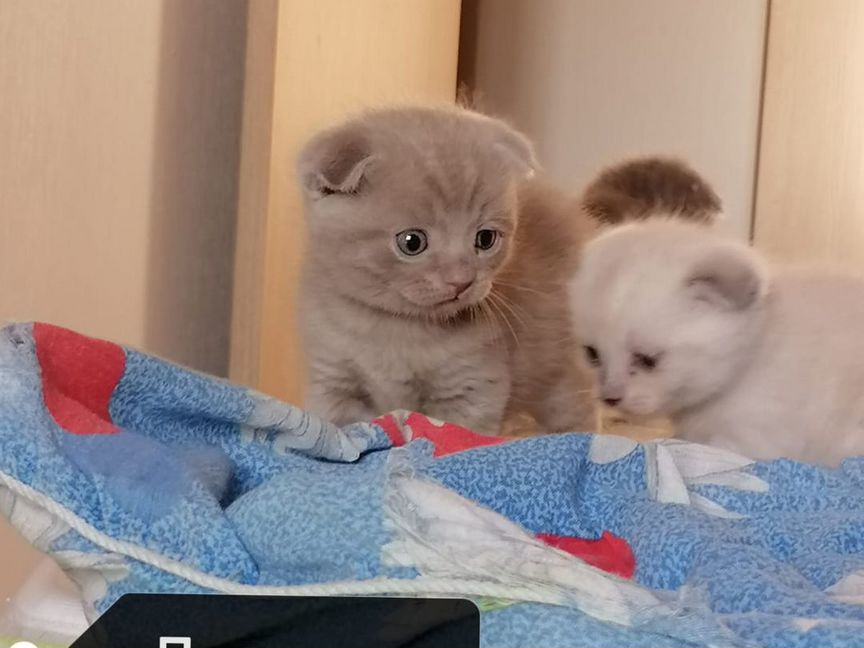 Продам котят породы "Шотландская вислоухая"