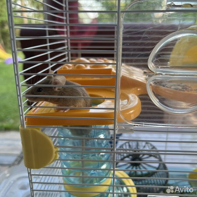 Мыши сатиновые