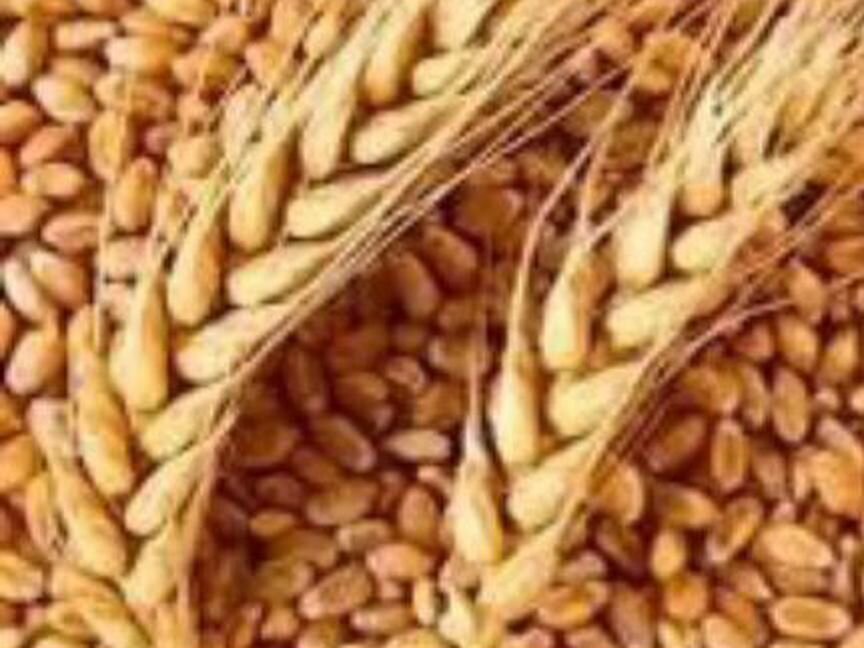 Зерно пшеница