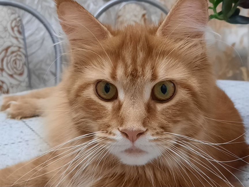 Котята мейн-кун