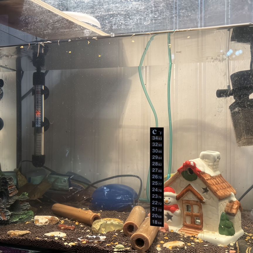 Аквариум с рыбками и сомиком