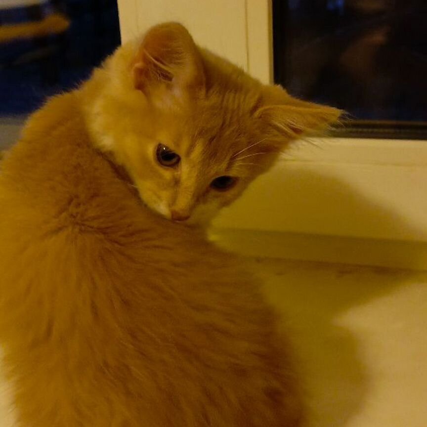 Котенок песочного цвета от мамы мышеловки