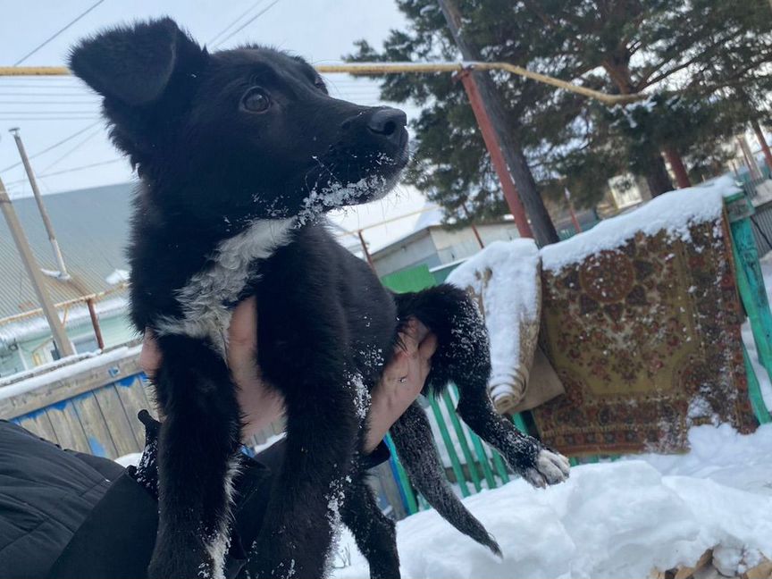 Собака в добрые руки