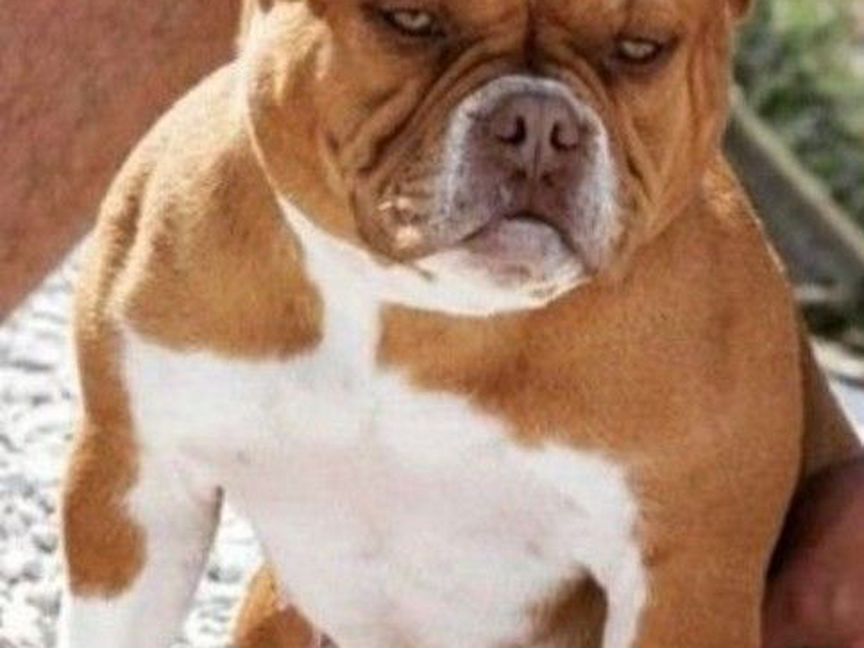 Американский булли