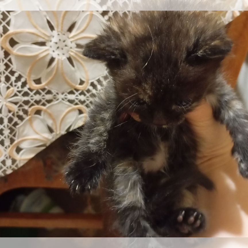 Котёнок в добрые руки