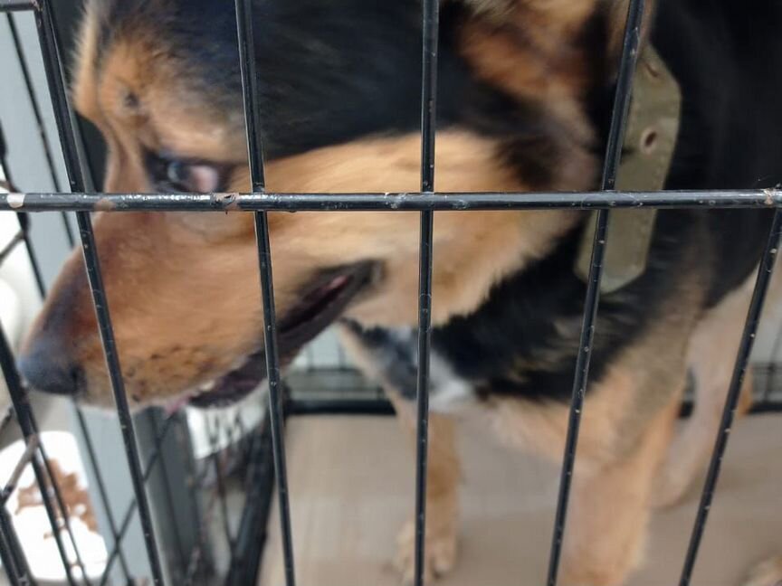 Собака в клинике,хозяин отзовись