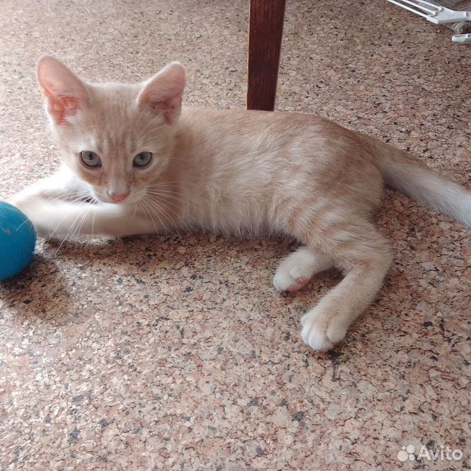 Котятя раздаются