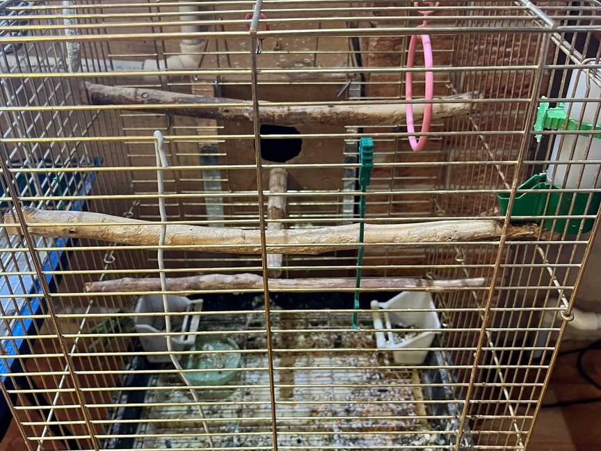 Попугай неразлучники с клеткой