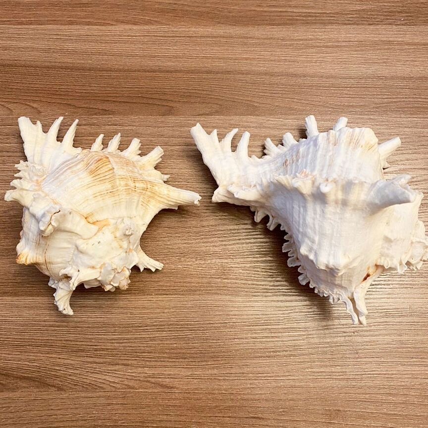 Просто шикарные морские раковины