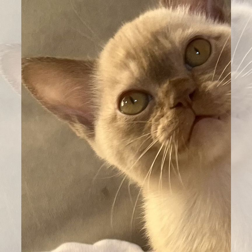 Европейский бурманский котёнок