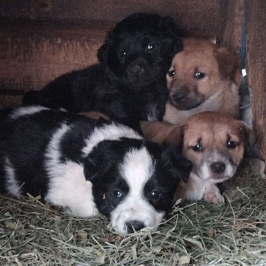 Щенок в добрые руки