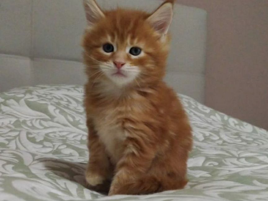 Котята мейн-кун рыжие