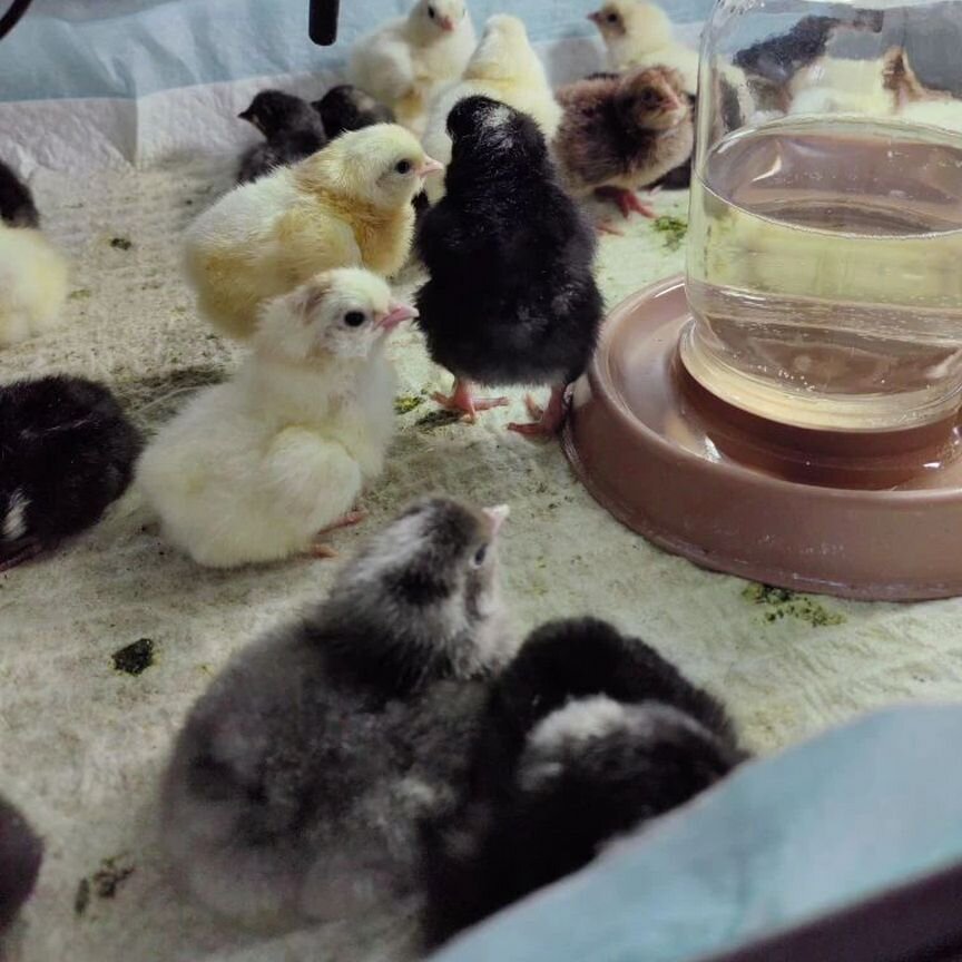 Цыплята суточные